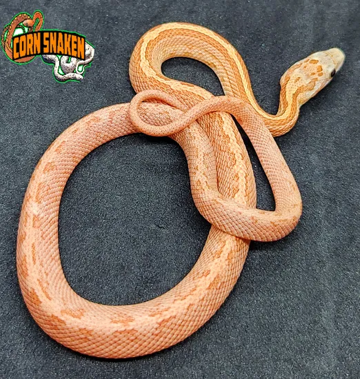 Hypo Terrazzo Corn Snake by Corn Snaken