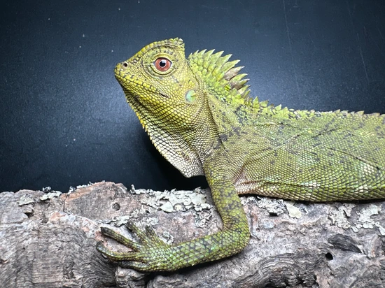 Blue Eyed Crested Dragon (Gonocephalus Chamaeleontinus) Agama by BryGuy ...