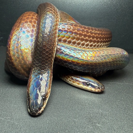 Sunbeam Snake More Colubrid by BryGuy Reptiles