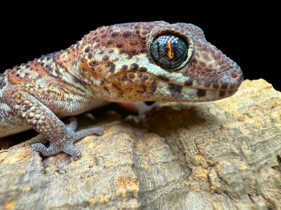 Pictus/ Panther Gecko (Paroedura Picta) More Gecko by BryGuy Reptiles