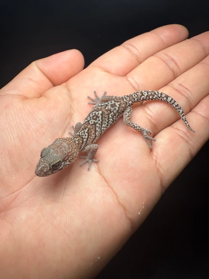Pictus/ Panther Gecko (Paroedura Picta) More Gecko by BryGuy Reptiles