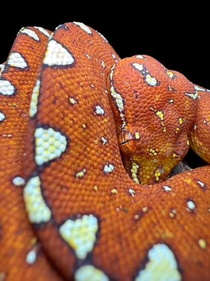 Red Neo Biak Green Tree Python by BryGuy Reptiles