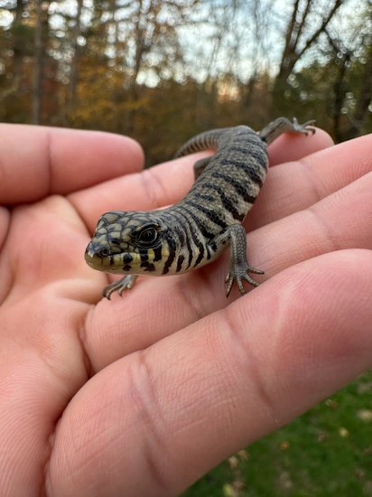 Kenyan Zebra Skink More Skink by BryGuy Reptiles