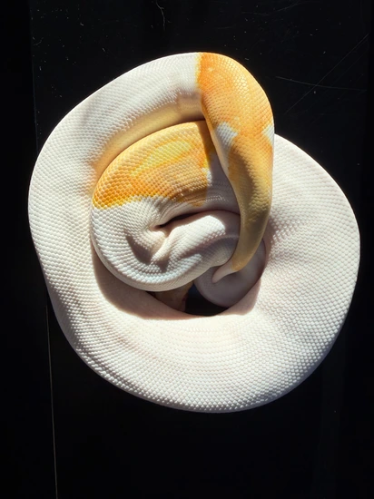 High White Pied Albino Ball Python by BryGuy Reptiles