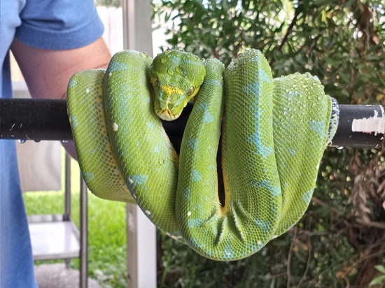 Sorong Green Tree Python by N.O. BALLS