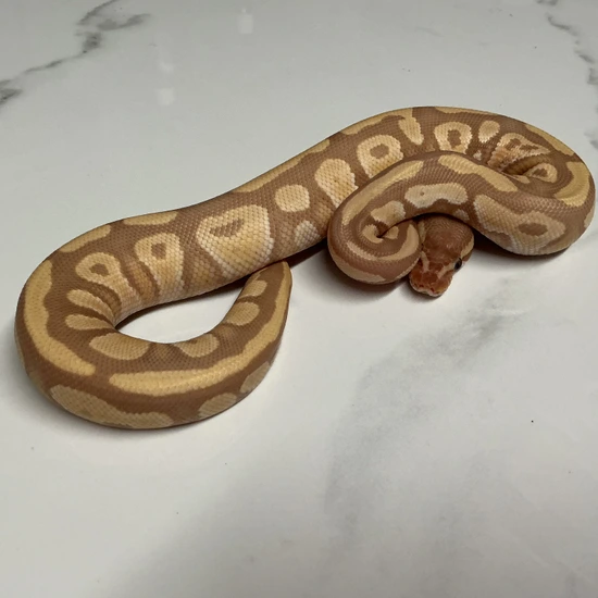 Mojave Ultramel Ball Python by Tatums Reptiles
