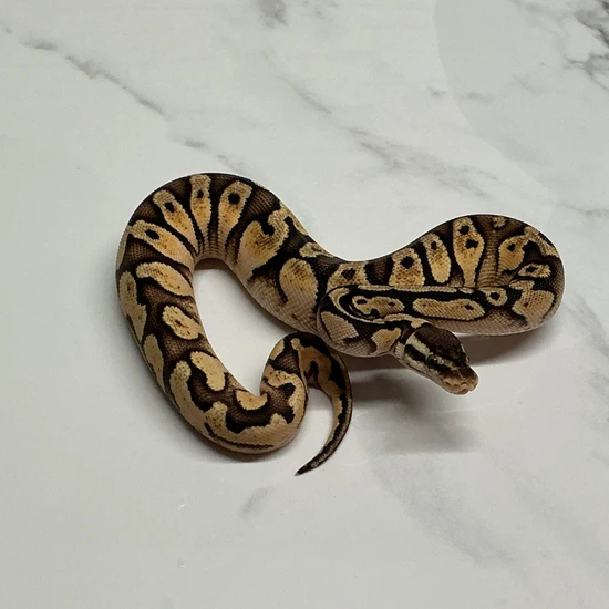 Pastel Calico Ball Python by Tatums Reptiles