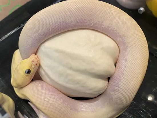 Ivory Male Burmese Python by Shawn Wright Reptiles