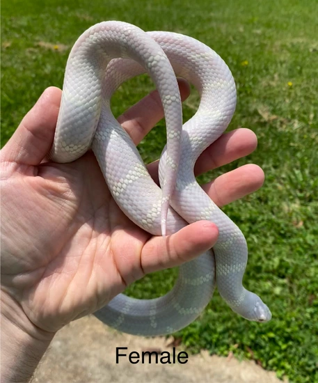 Albino - Mosaic / Reverse Wide Stripe Lines California Kingsnake by ...