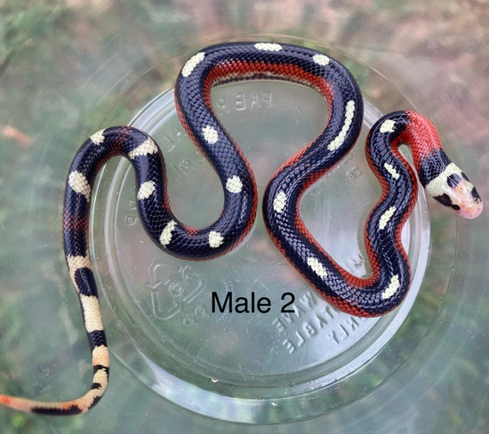 Splotched Sinaloan Milk Snake by Shawn Wright Reptiles