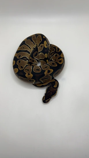 DH Sunset Pied Ball Python by BT Exotics