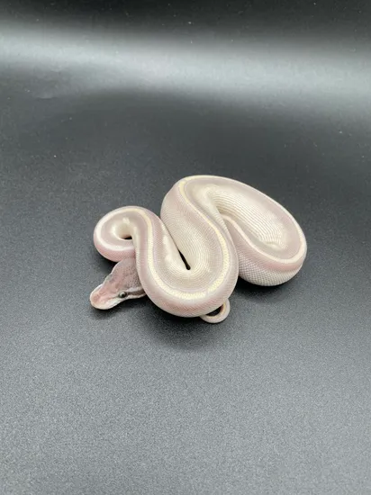 Mystic Potion Ball Python by RepTyler Ball Pythons