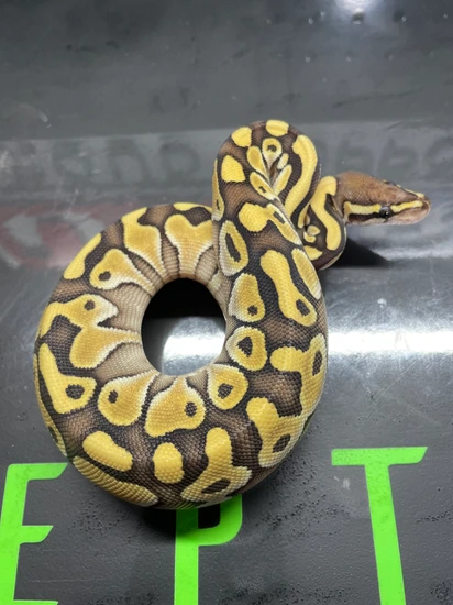 Lesser Scaleless Head Ball Python by RepTyler Ball Pythons