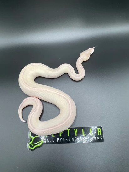 Cinnamon Highway Ball Python by RepTyler Ball Pythons