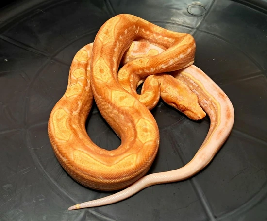 2025 European Purple/Red Sharp Albino IMG Motley Jungle Boa Constrictor ...