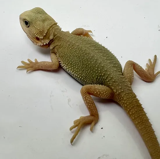 Hypo Translucent Witblits Bearded Dragon Central Bearded Dragon by ...
