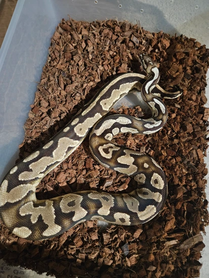 Yellow Belly, Fire Female Adult Ball Python by Build-A-Snake