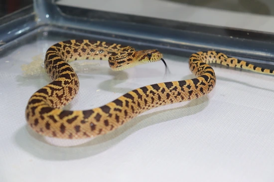 2024 Red 100% Het Patternless, Albino Bullsnake by Bullgenics