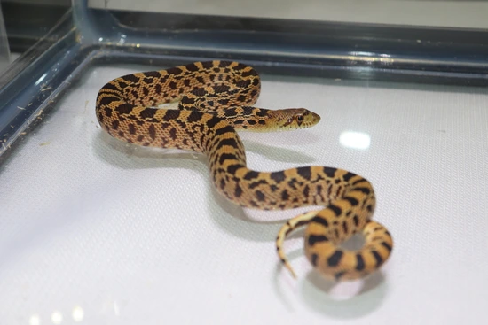 2024 Red 100% Het Patternless, Albino Bullsnake by Bullgenics