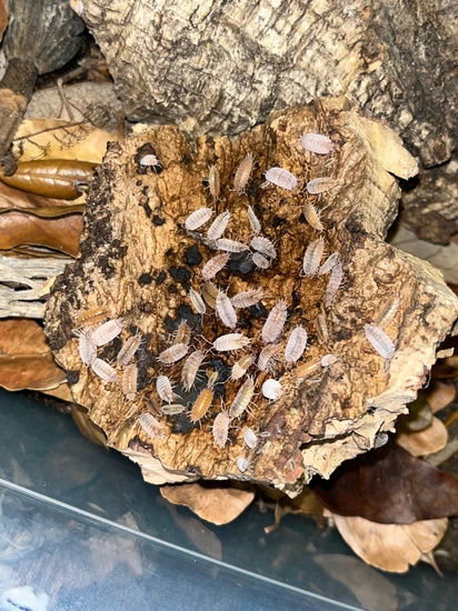 40+ Powder Pink Isopods by Crawl Space
