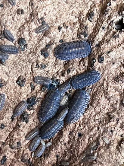 10+ Cubaris Sp. Platin Tung Song Isopods by Crawl Space