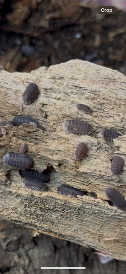 20+ Cubaris Sp. Penguin Isopods by Crawl Space