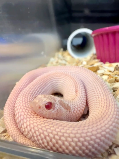 ⭐️ Subadult Super Daddy (Super Arctic Albino Super Conda) 66% Het ...