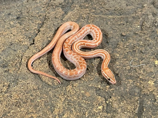 T+ Albino House Snake by Bushveld Reptiles