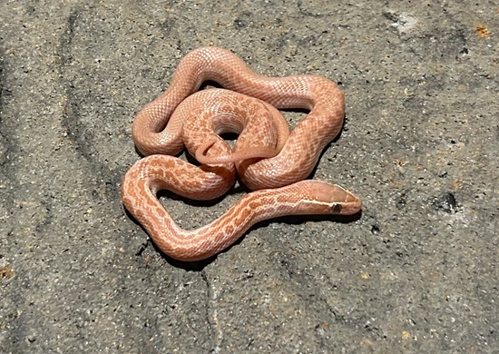 T+ Albino House Snake by Bushveld Reptiles