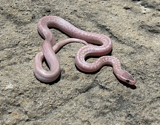 Blue Eye Het T- Albino House Snake by Bushveld Reptiles