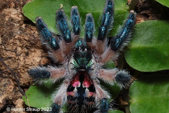 Typhochlaena Seladonia 2i Tarantula by Spider Gecko