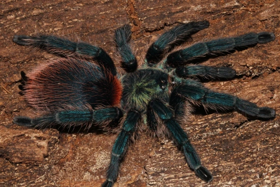 Dolichothele Diamantinensis (Blue Dwarf Beauty) Tarantula by Spider Gecko