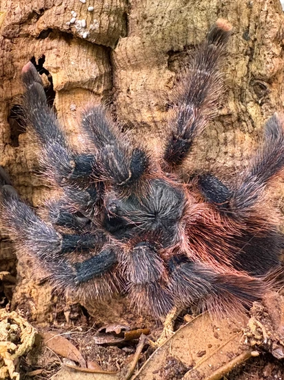 Avicularia Braunshauseni 4-5” Goliath PinkToe Tarantula by Spider Gecko