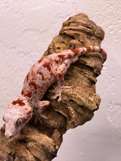 Heart Shaped Blotch Gargoyle Gecko by Spider Gecko