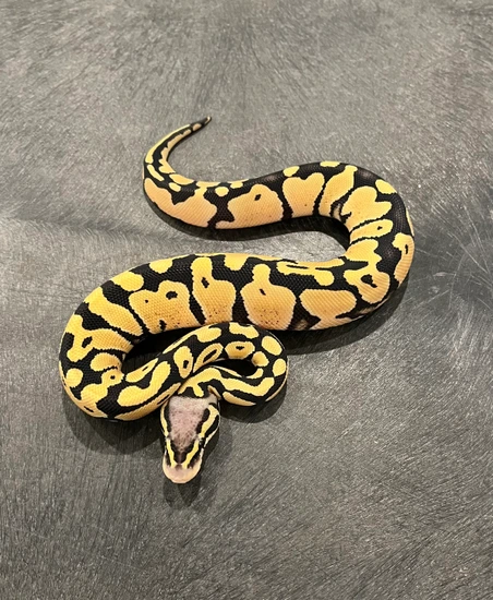 Mario Pastel Desert Ghost Ball Python by Butte Ball Pythons LLC