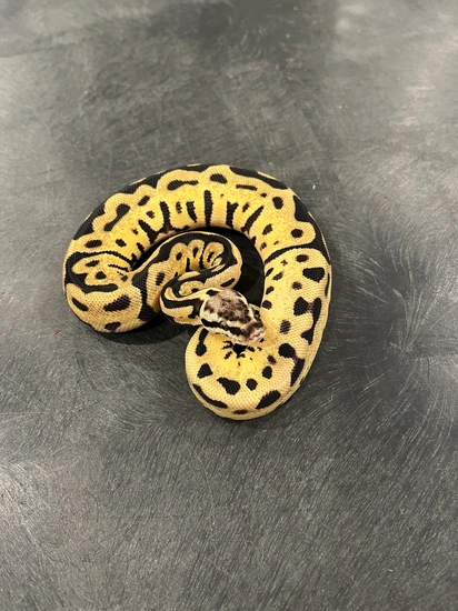 SN Leo OD Pos Mario Het DG Ball Python by Butte Ball Pythons LLC