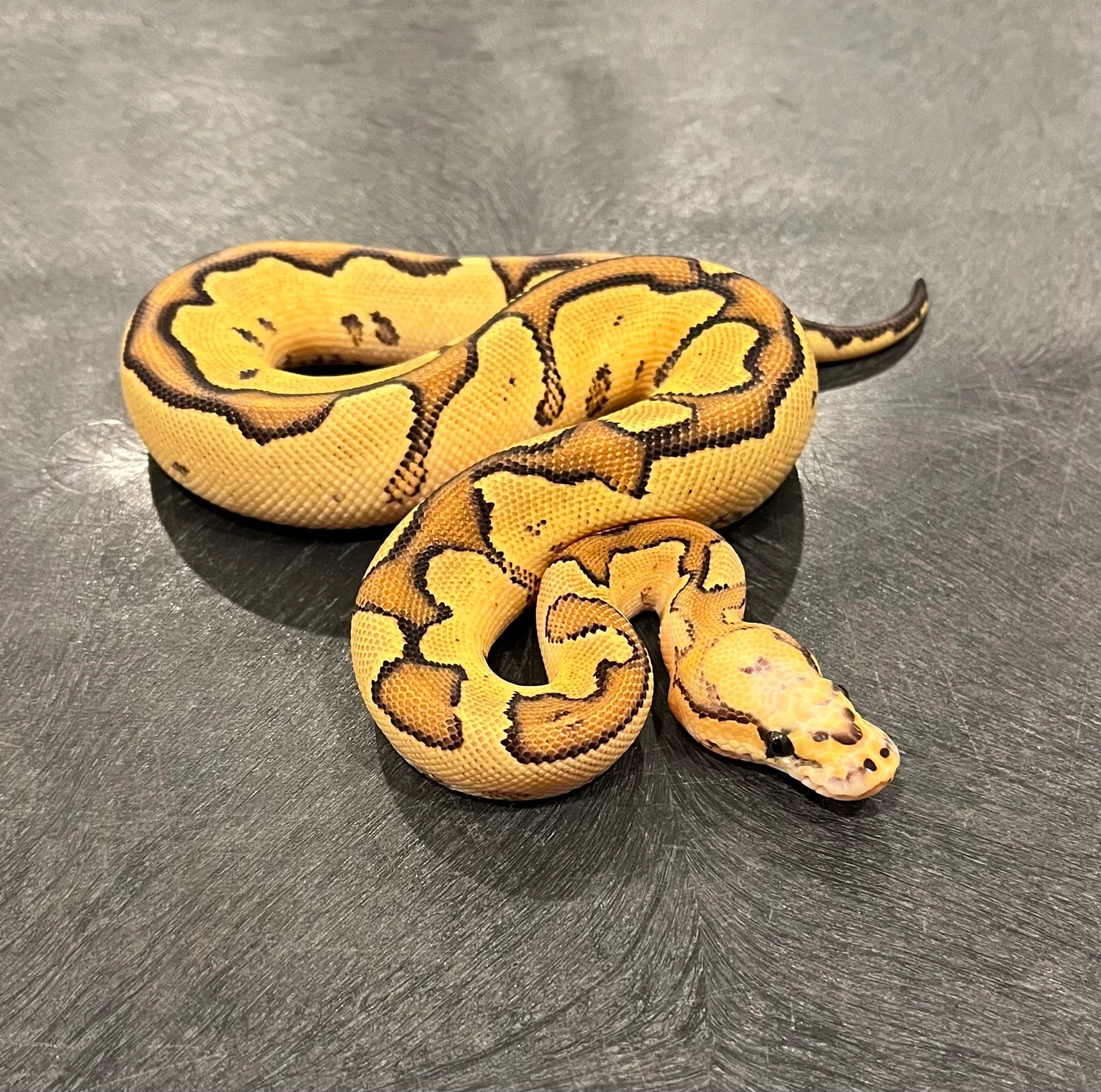 Butte Ball Pythons LLC's Collection - MorphMarket