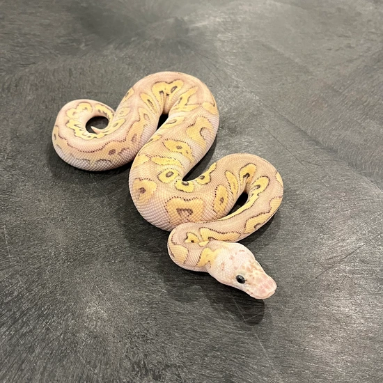 Phantom Super Pastel Clown Dh DG Pied Ball Python by Butte Ball Pythons LLC