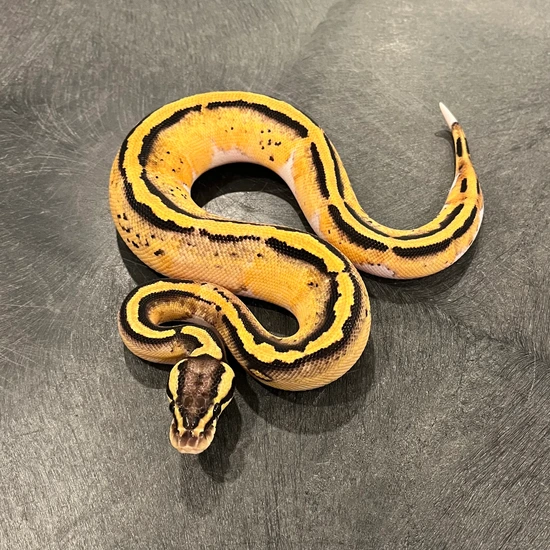 Pastel (Leo) Pied Dh DG Clown Ball Python by Butte Ball Pythons LLC