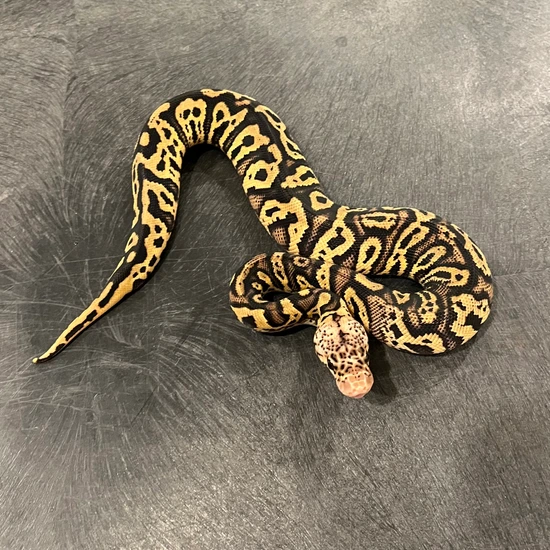 Confusion (YB) Pastel Clown Het DG Ball Python by Butte Ball Pythons LLC