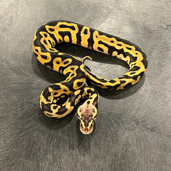 Pastel Leopard Dh DG Clown Ball Python by Butte Ball Pythons LLC