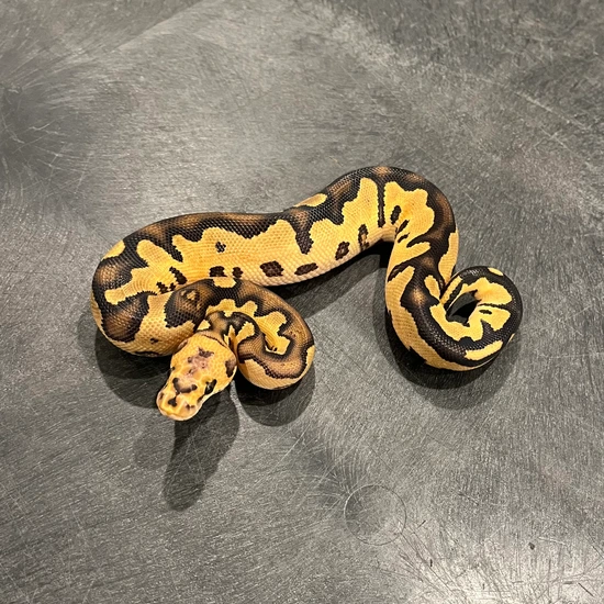 Vanilla Clown Het DG Ball Python by Butte Ball Pythons LLC