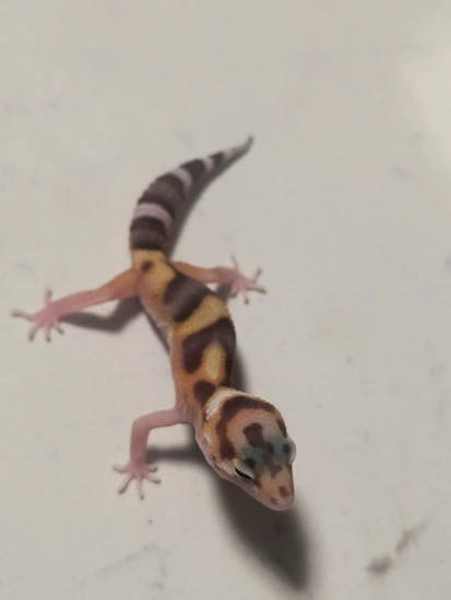 Super Hypo Raptor Leopard Gecko by Aois Exotics