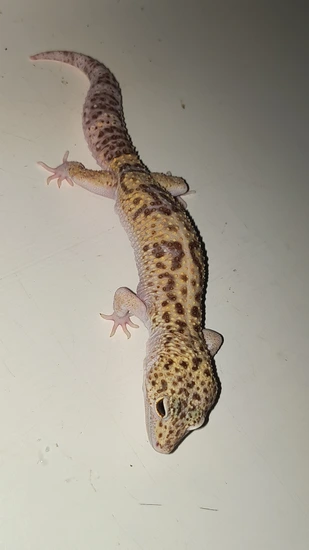 White And Yellow Raptor Pos Mack Snow Leopard Gecko by Aois Exotics