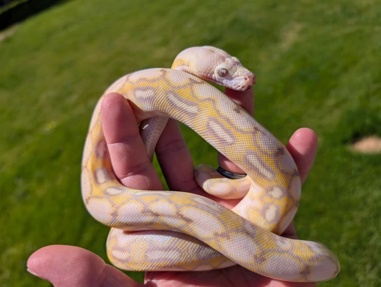 50% SD Tiger Purple Snow Reticulated Python by High Desert Herps
