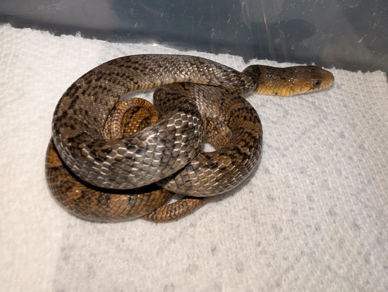 2025 Yellow Tail Cribo Baby Cribo & Indigo Snakes by High Desert Herps