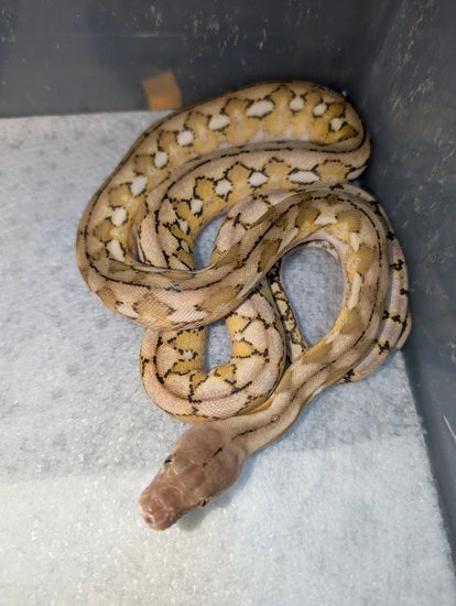 High % SD - Platinum Motley Tiger Het Purple Snow Reticulated Python by ...