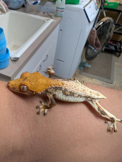 Crested Gecko 3 Pack - Nice Lily White by High Desert Herps