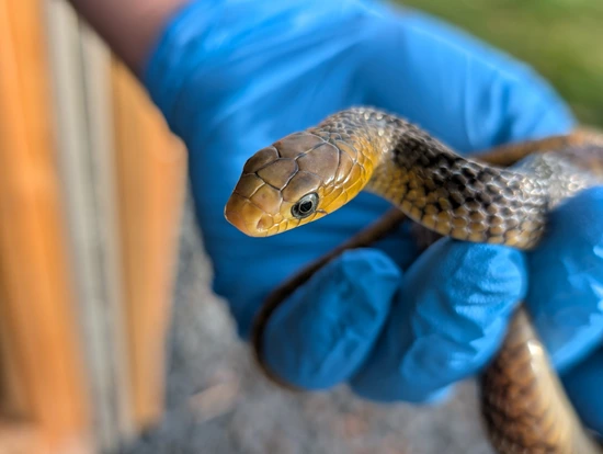 2025 Yellow Tail Cribo Baby Cribo & Indigo Snakes by High Desert Herps