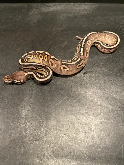 Pastel Cinnamon Mojave Calico Ball Python by Sweet Serpents Tampa
